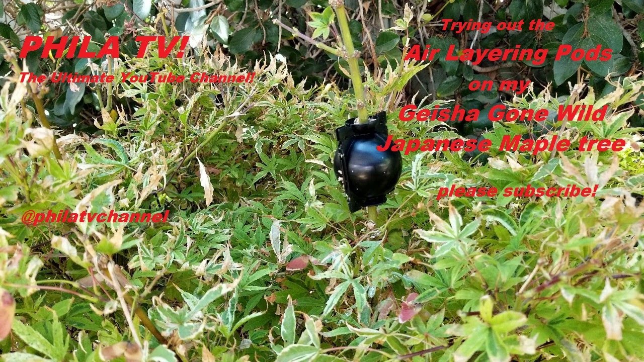 GEISHA GONE WILD AIR LAYERING POD? I AM TRYING IT ON A JAPANESE MAPLE ...
