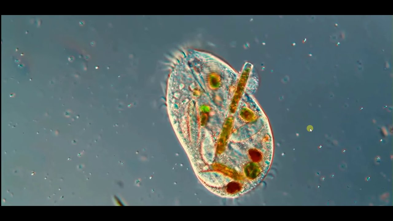 Jednoćelijske eukarije - eX Protista - YouTube