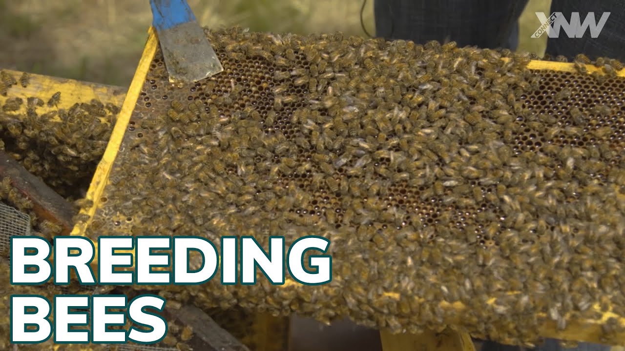 Breeding Bees at Washington State University - YouTube