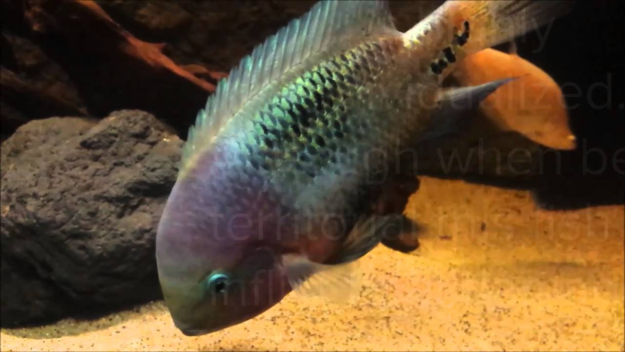 Species Focus - paraneetroplus synspilus - YouTube