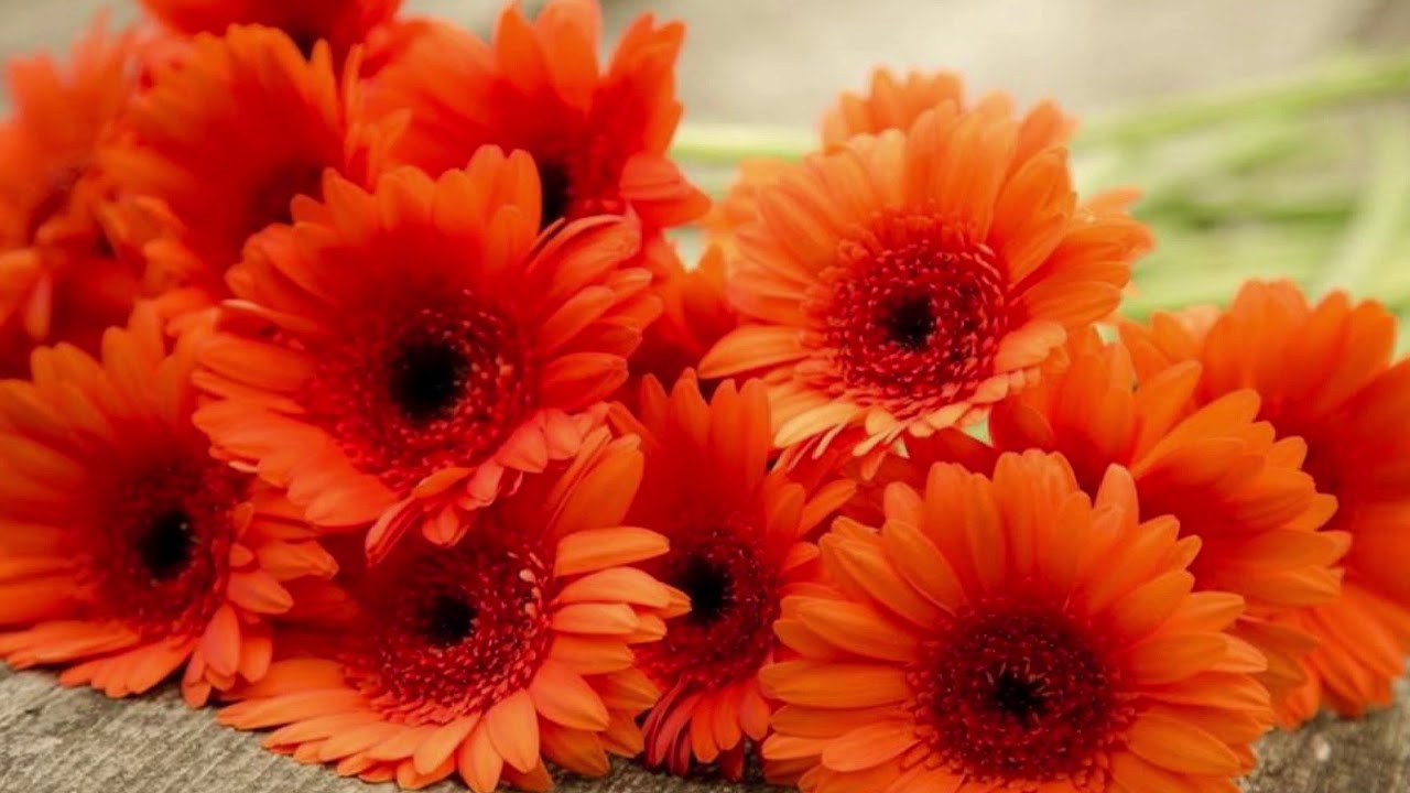 💖💖 Debbie & Andrés 💖 Adiós my Love 💖💖 - YouTube