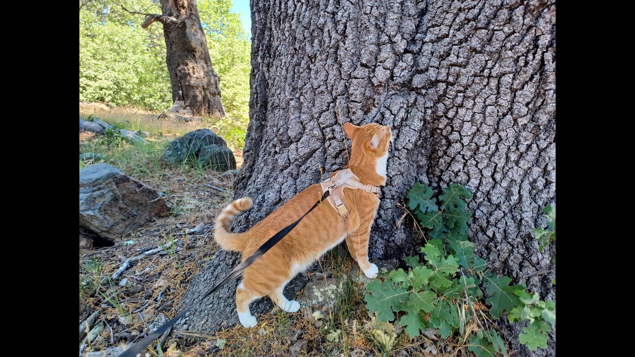 Gingerella takes a hike on 4th of July at the camping site - YouTube