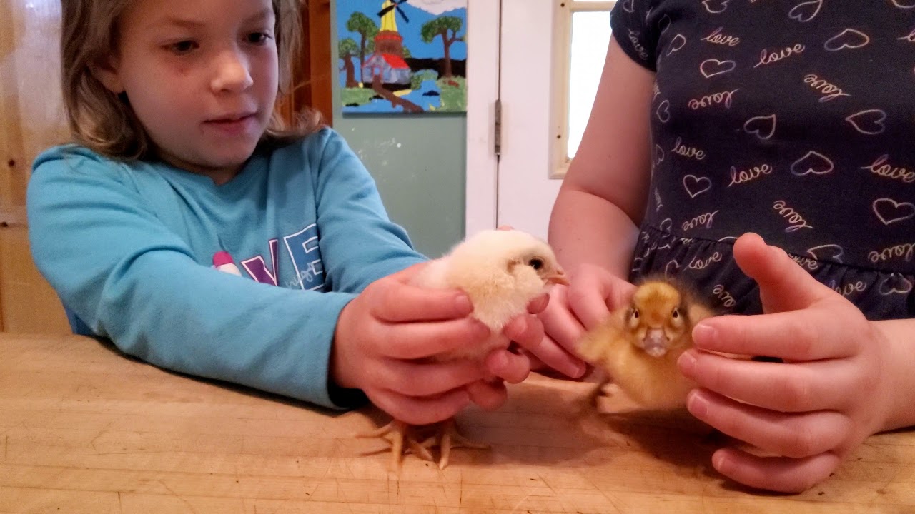 one day old duckling compared to 5 day old chick - YouTube