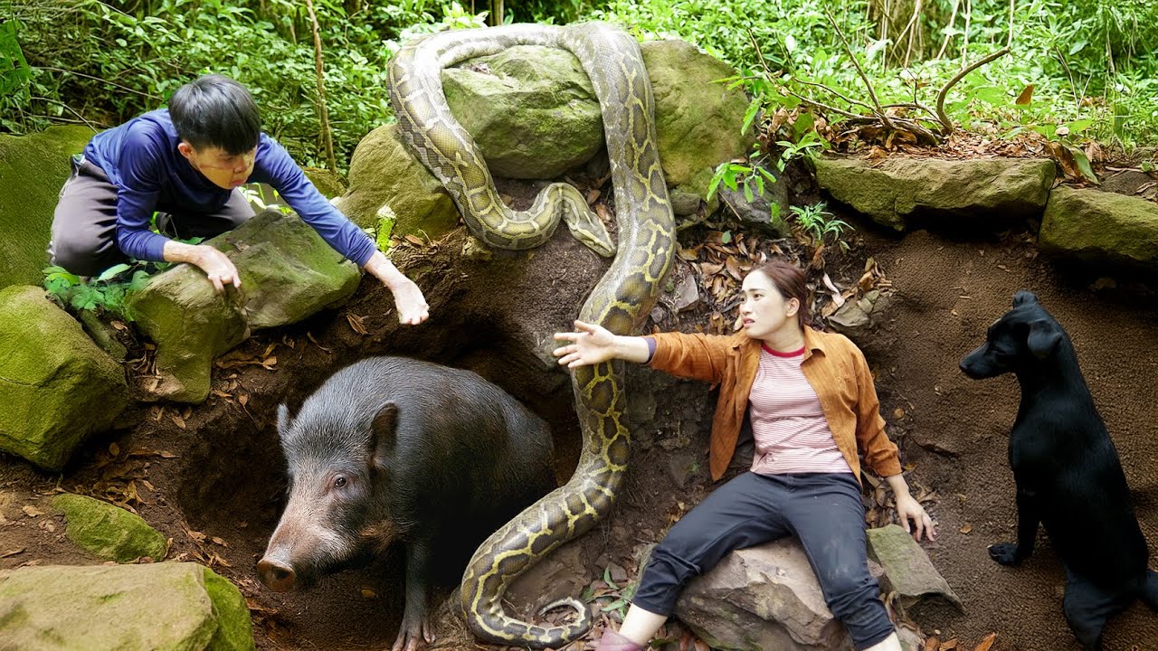Smart dog discovers giant python attacking 1000kg wild boar | Life death battle in the green ...