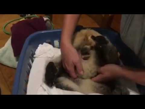 Baby Koala Removed From Dead Mother's Pouch During Rescue - YouTube