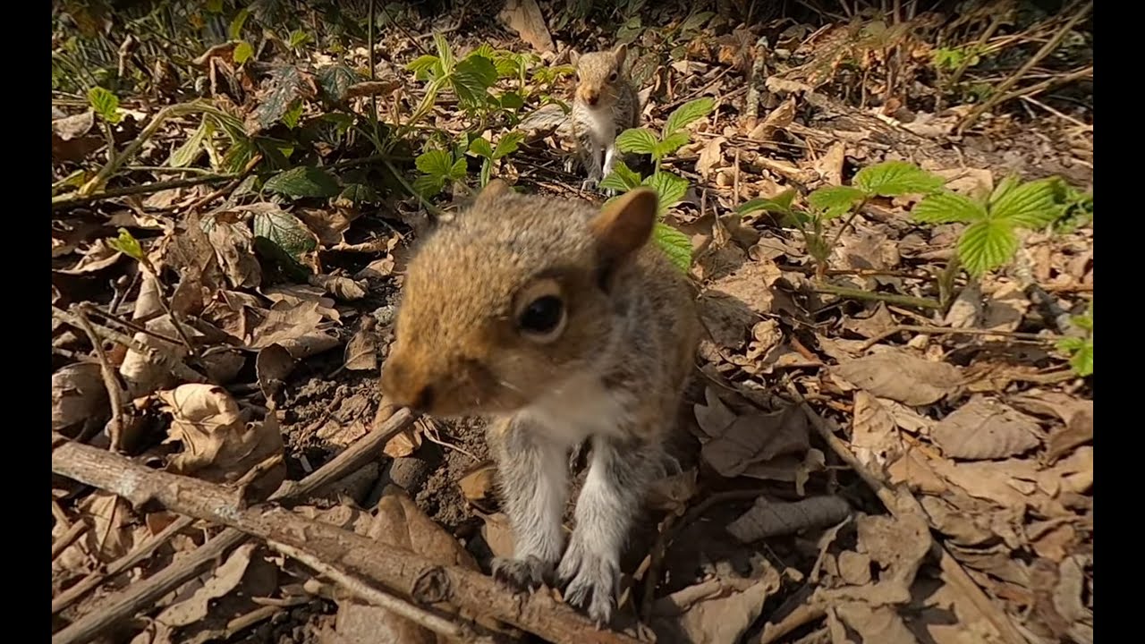 Squirrel 360 - YouTube