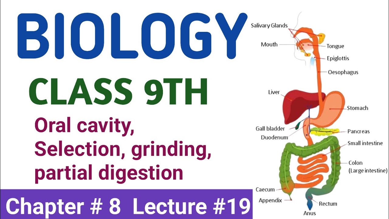 Oral cavity, Selection, Grinding And Partial Digestion | Biology Class ...