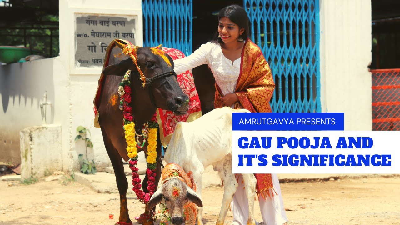 GAU POOJA and it's significance | Amrutgavya - YouTube
