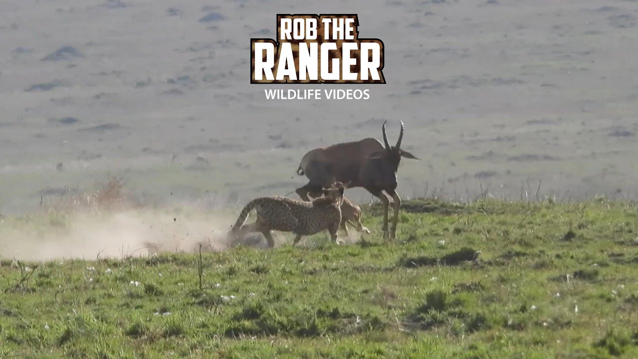 Cheetah Coalition Patrol And Catch a Baby Topi | Maasai Mara Safari ...