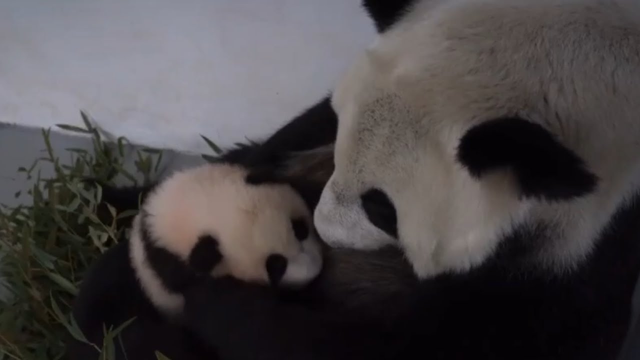 Panda Dingding is feeding her baby girl (Moscow Zoo) - YouTube