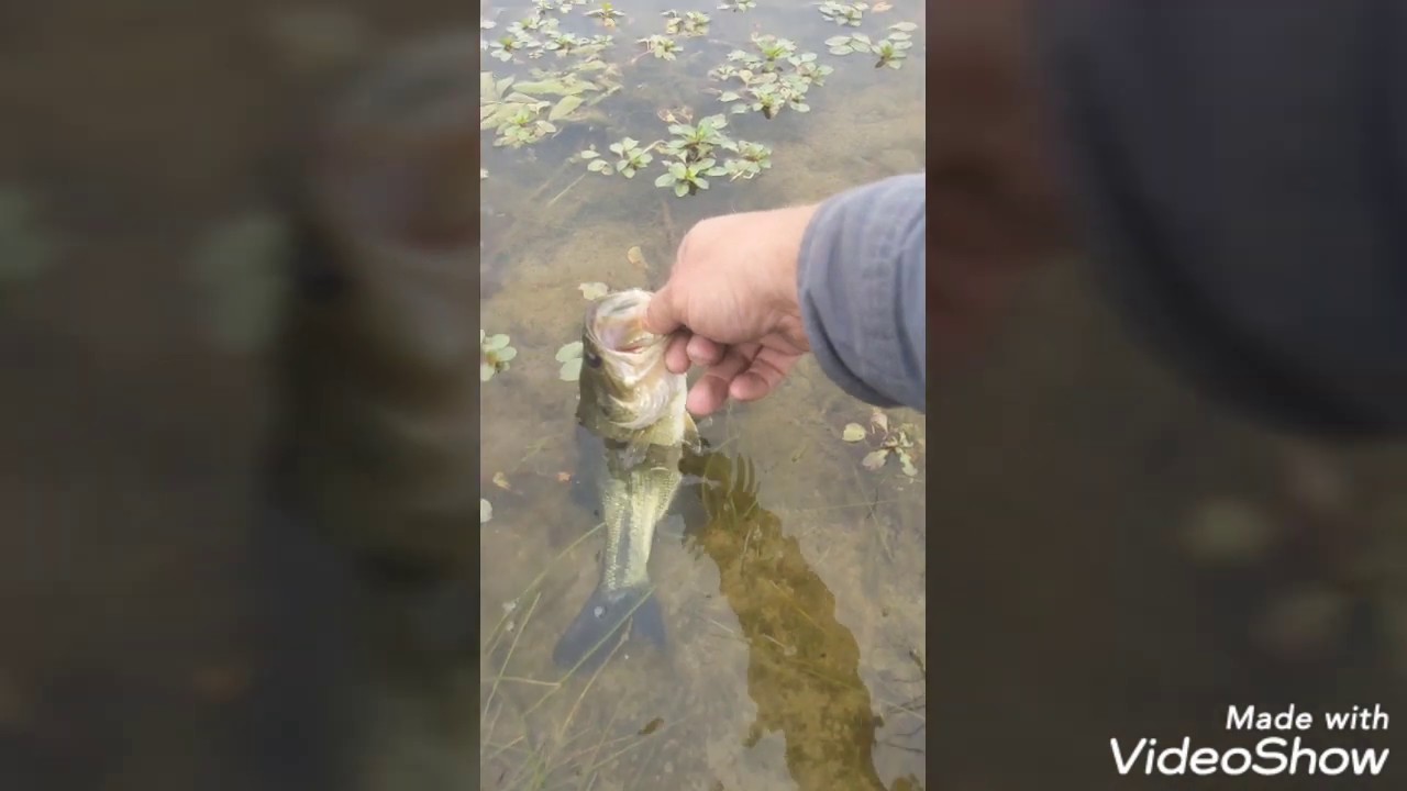 bigriggjiggin's catch and release compilation vol 1 - YouTube