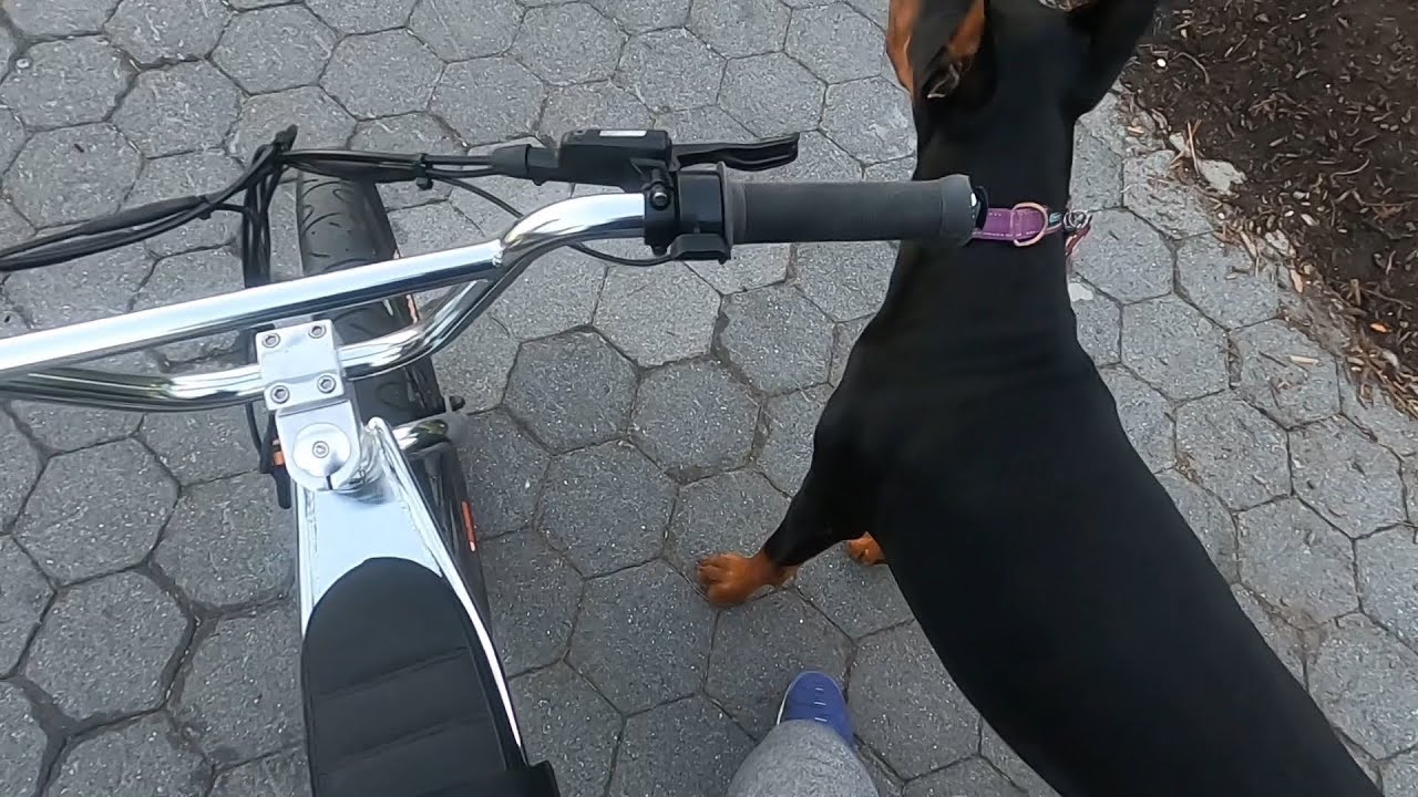 Doberman Pinscher & A zooz bike - YouTube