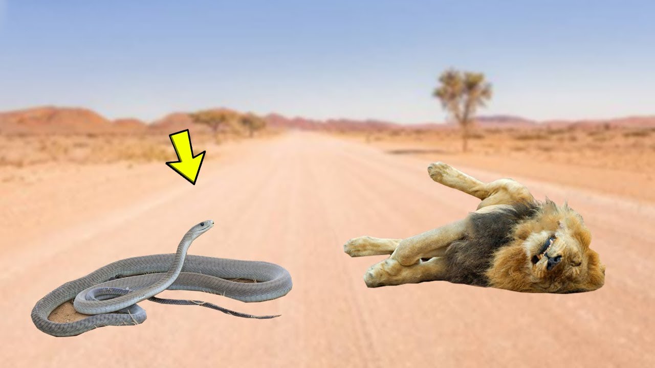 Black Mamba Snake Vs Lion
