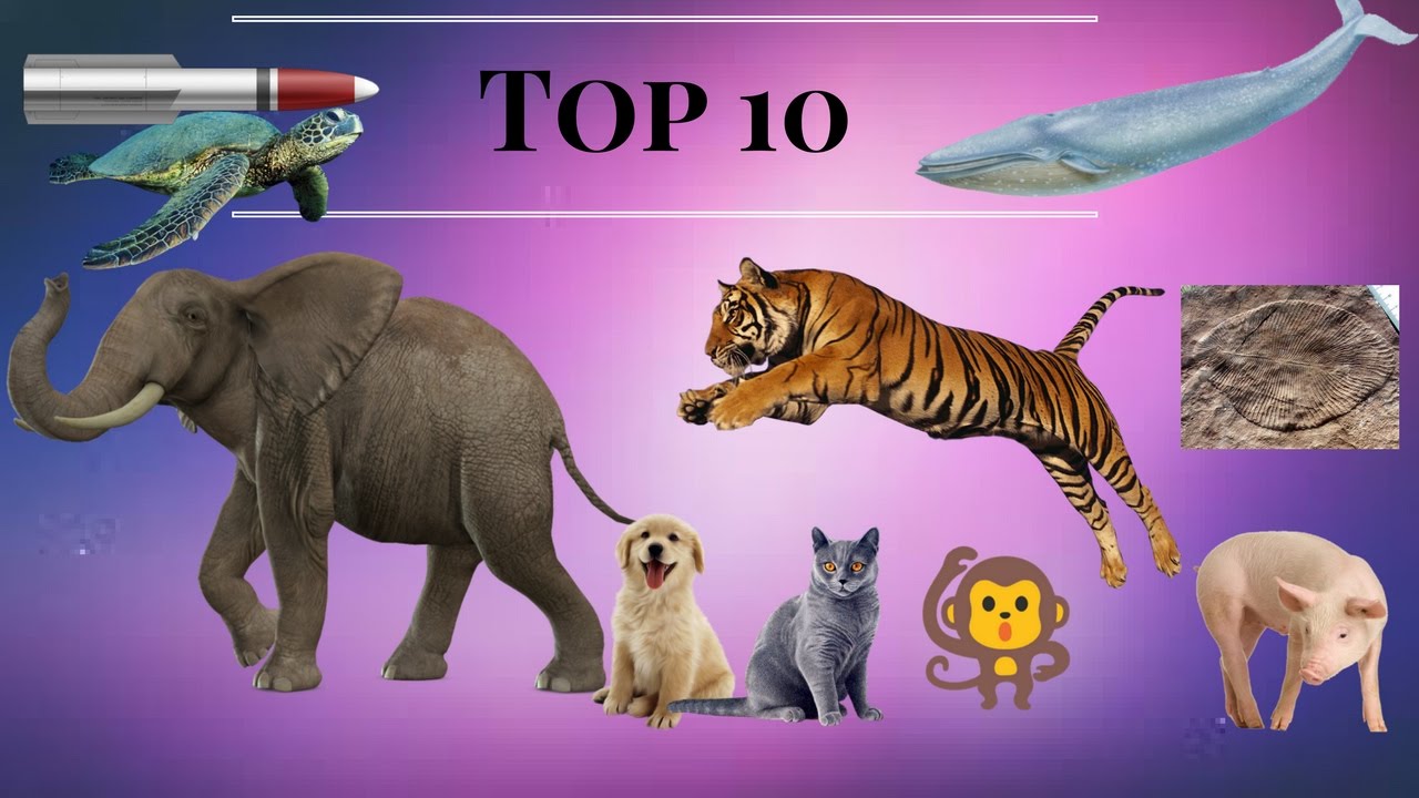 TOP 10 Facts About ANIMALS YouTube top-10-facts-about-animals-youtube