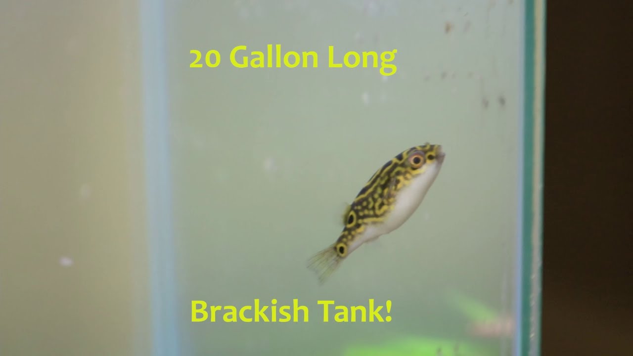 Setting Up My New 20 Gallon Brackish Tank! - YouTube