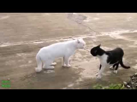 Des chats en délire