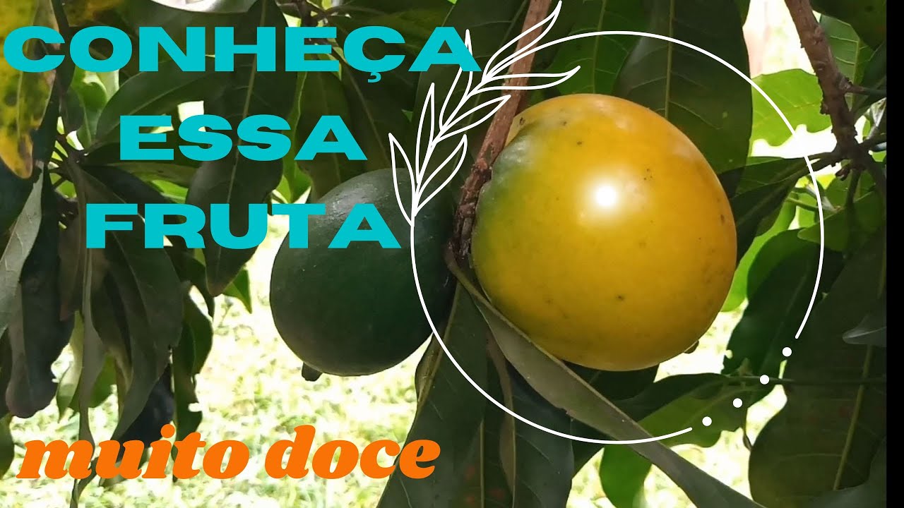 CONHEÇA ESSA DELICIOSA FRUTA E DESCUBRA NESTE VÍDEO O NOME DELA; ABIU ...