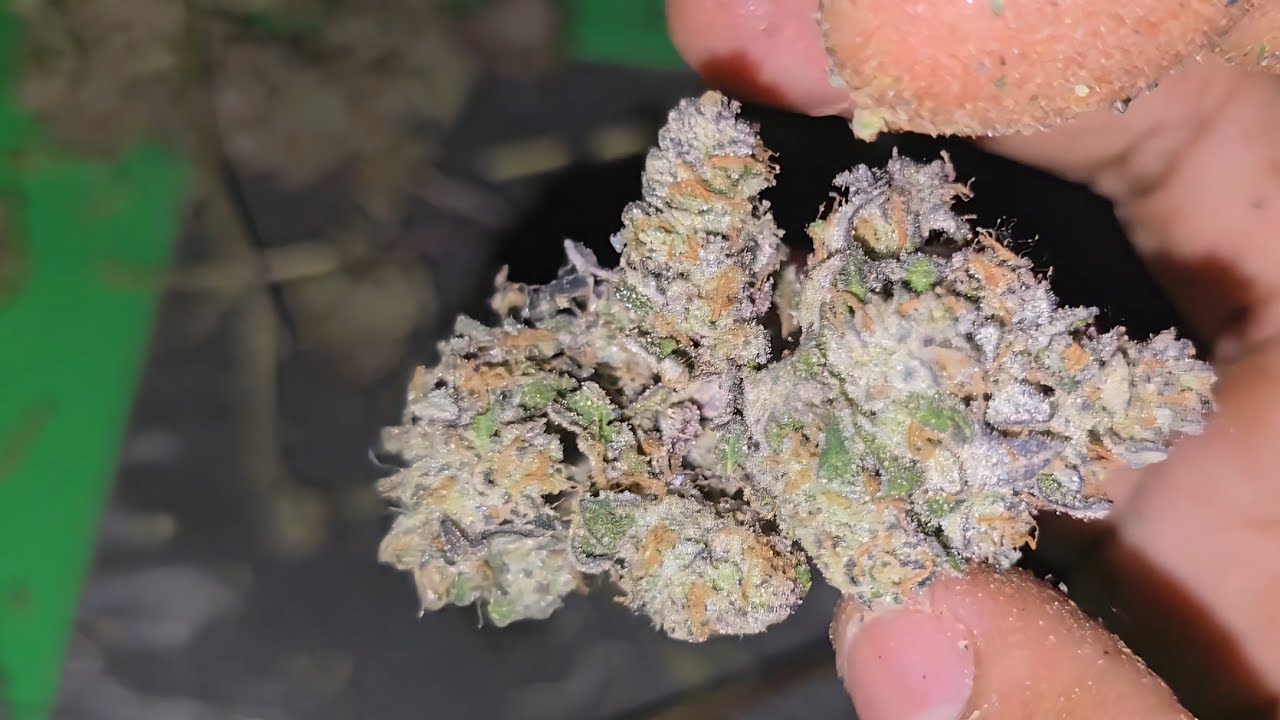 ️Trimming Collie Man Kush aka Funky Venom ️ - YouTube