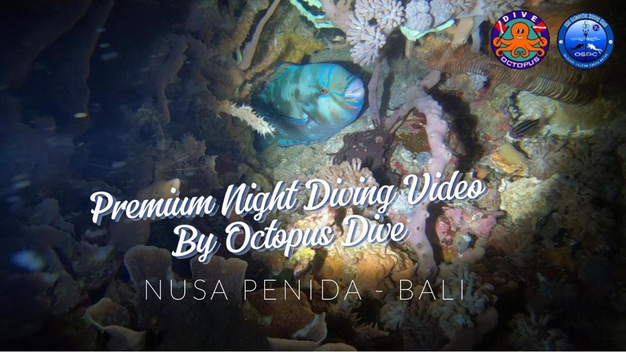 Premium Night Diving Video By Octopus Dive In Nusa Penida - Bali - YouTube