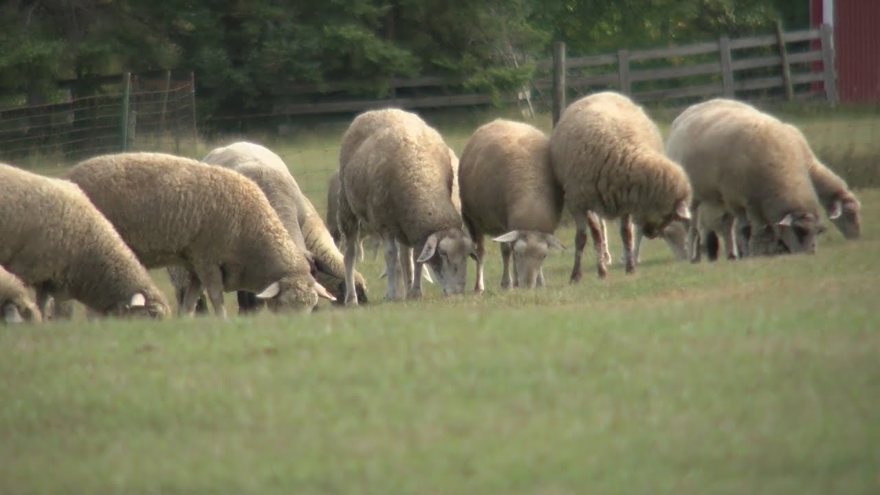 Finding Minnesota: Golfing with sheep in New York Mills - YouTube