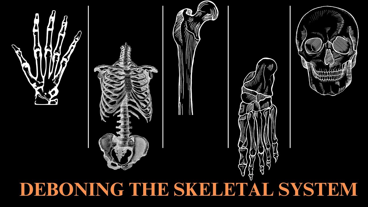 THE SKELETAL SYSTEM OVERVIEW - A BONEY GUIDE - YouTube