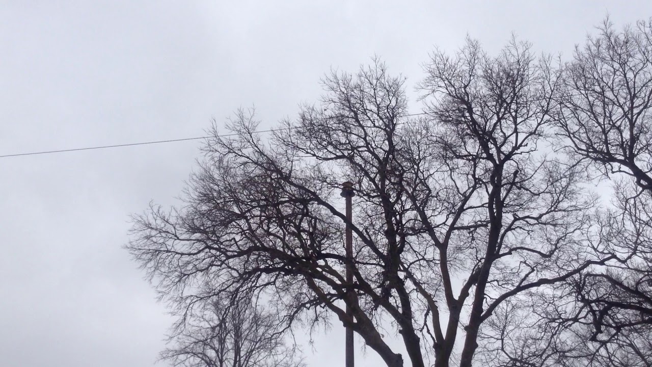 Federal Sign & Signal Model 2T, Grand Island, Nebraska - YouTube