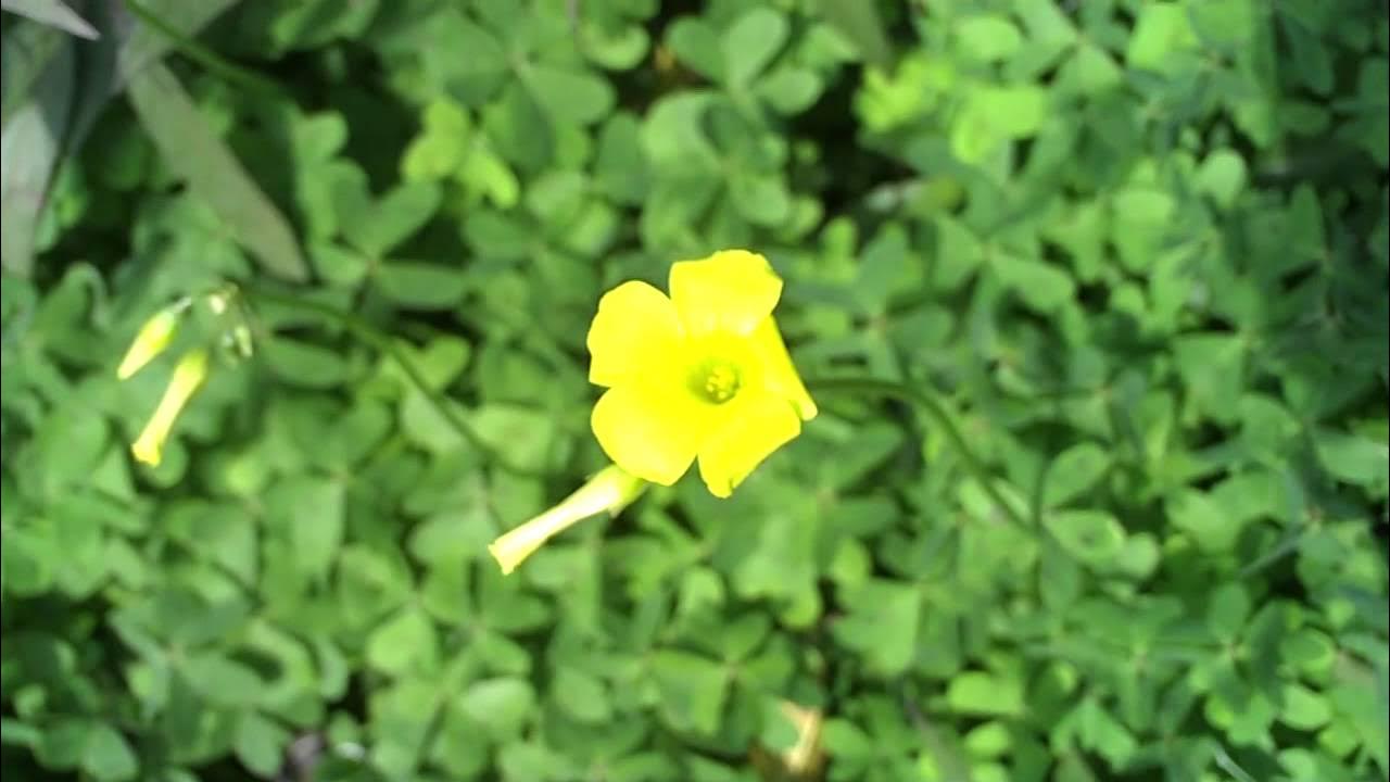 DXG-5B6V 720P HD Video Camera - YouTube