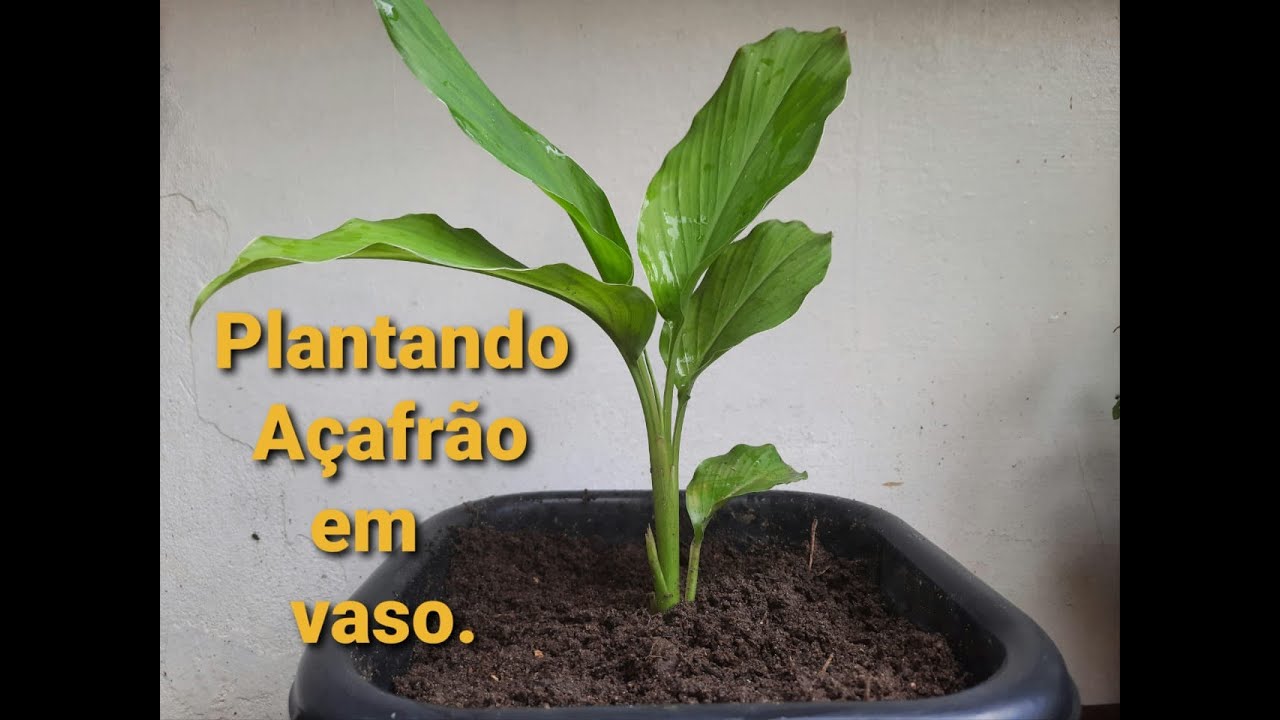 PLANTANDO AÇAFRÃO EM VASO. - YouTube
