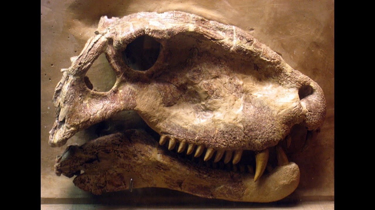 10. Dr. Matthew McLain – Synapsids and the evolution of mammals, a ...