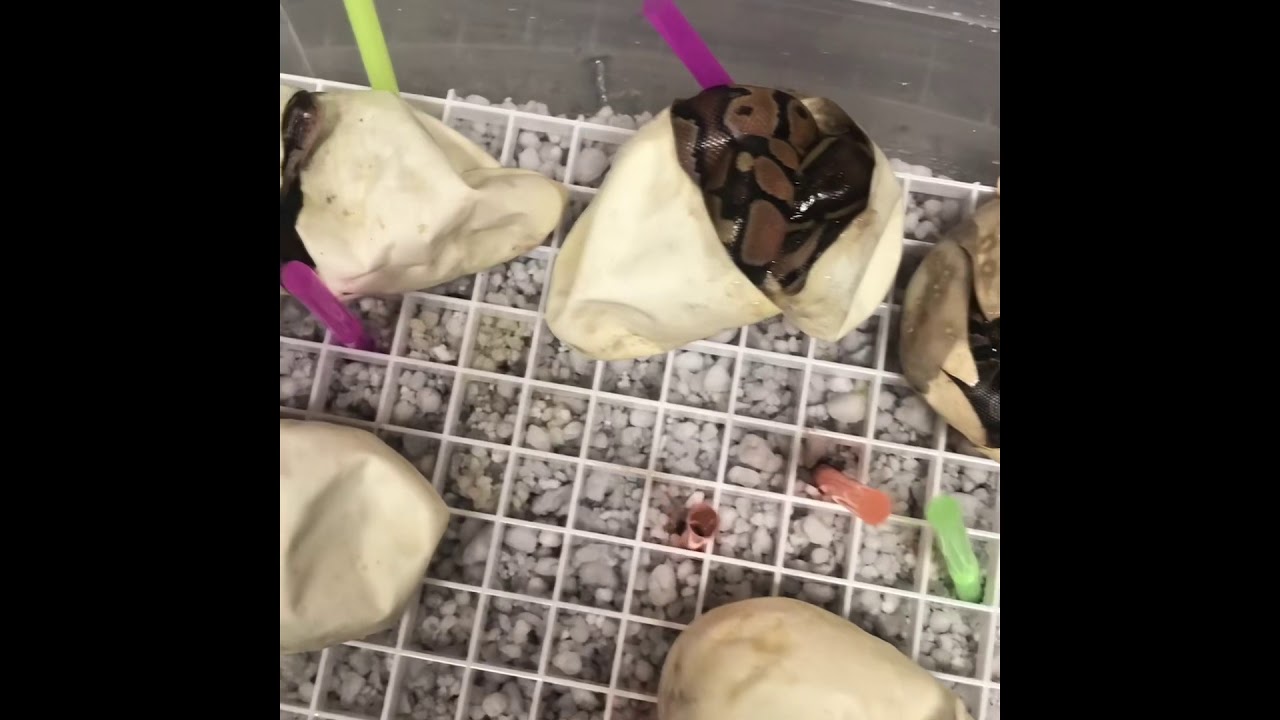 GHI, Chocolate, and Enchi Ball Python Hatchling - YouTube