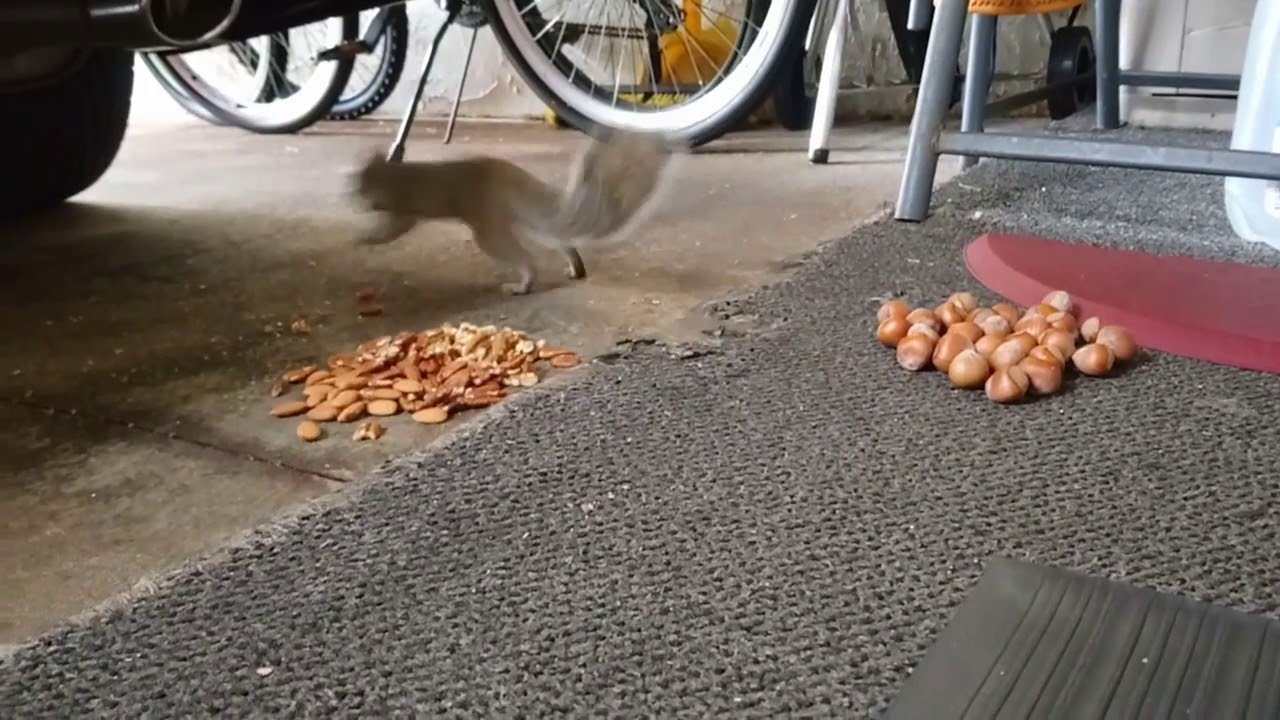 Saturday Squirrels have fun - YouTube