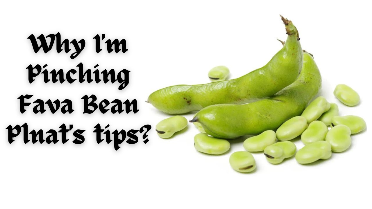 || Pinching off The Fava Bean Plant Tips || - YouTube