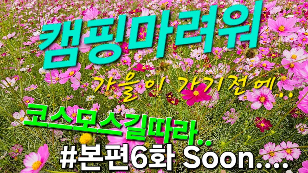 캠핑마려워 나주둔치체육공원 코스모스길 영산강 나주홍어거리 코스모스 가을나들이 가을캠핑 렉스턴츠포츠 차박 오즈