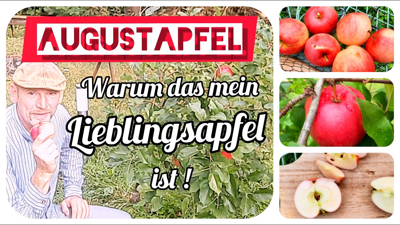 "Galmac" Augustapfel warum das mein absoluter Lieblingsapfel ist - YouTube