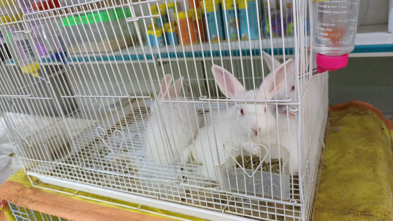 Rabbit 🐇 lifestyle in Saudi Arabia 🇸🇦 market - YouTube