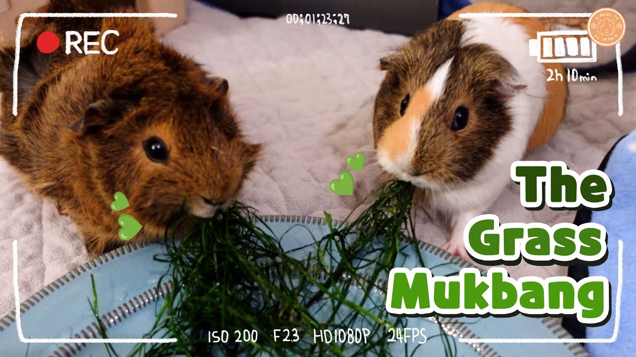 Fresh Grass Mukbang with Guinea Pigs 💚🥗 | SiRuMi TV - YouTube