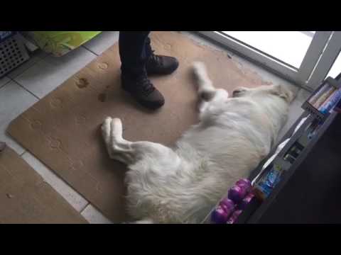 Sırtını Kaşıtan Köpek