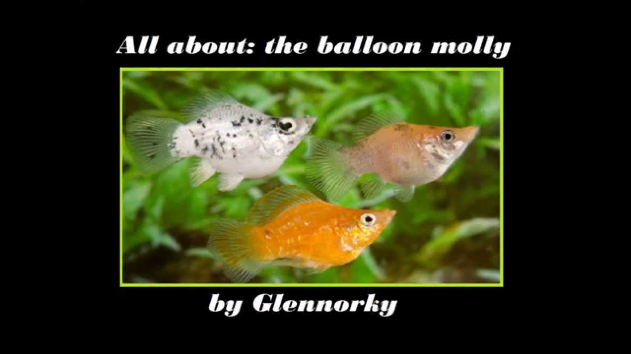 All about: The balloon molly - YouTube