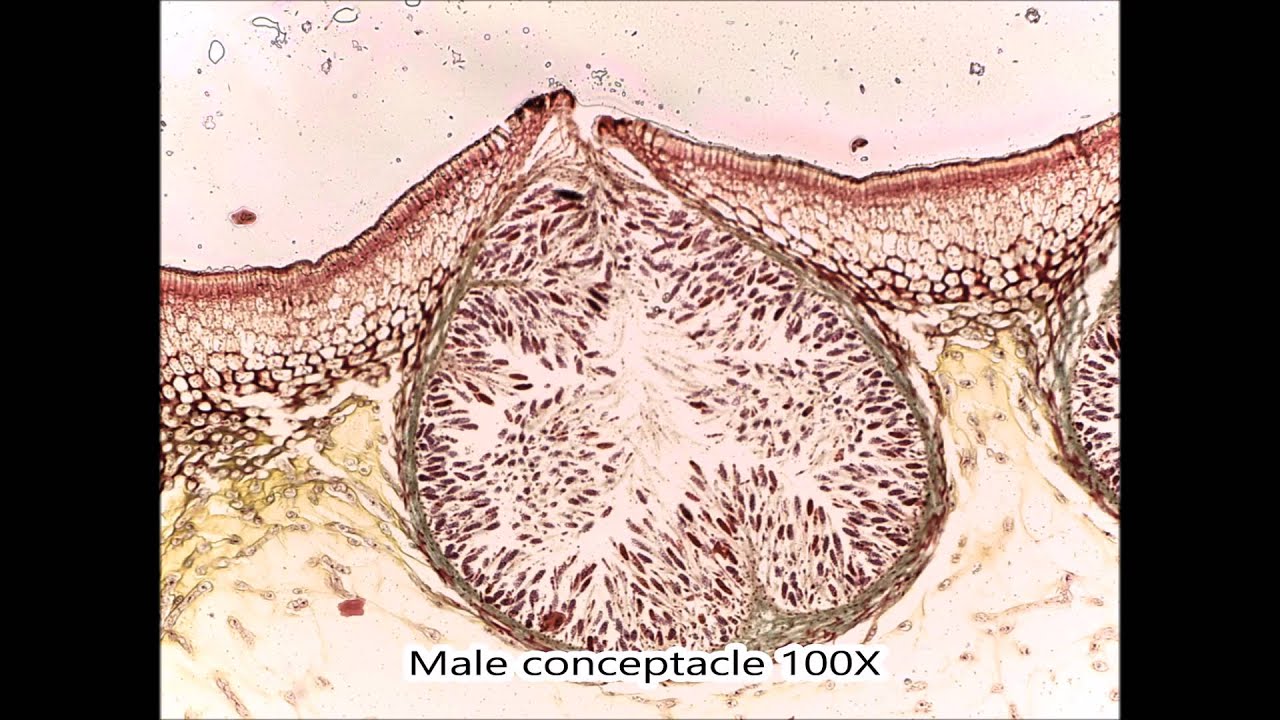 Seaweed Reproductive Structures - YouTube