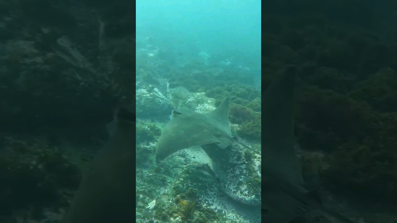 Giant rare stingray caught off guard at the bottom of the ocean # ...
