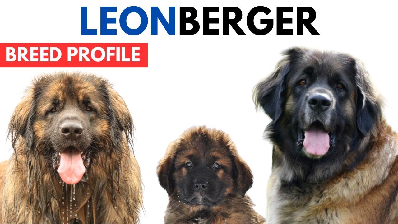 Leonberger Dog Breed Profile History - Price - Traits - Leonberger Dog Grooming Needs - Lifespan ...