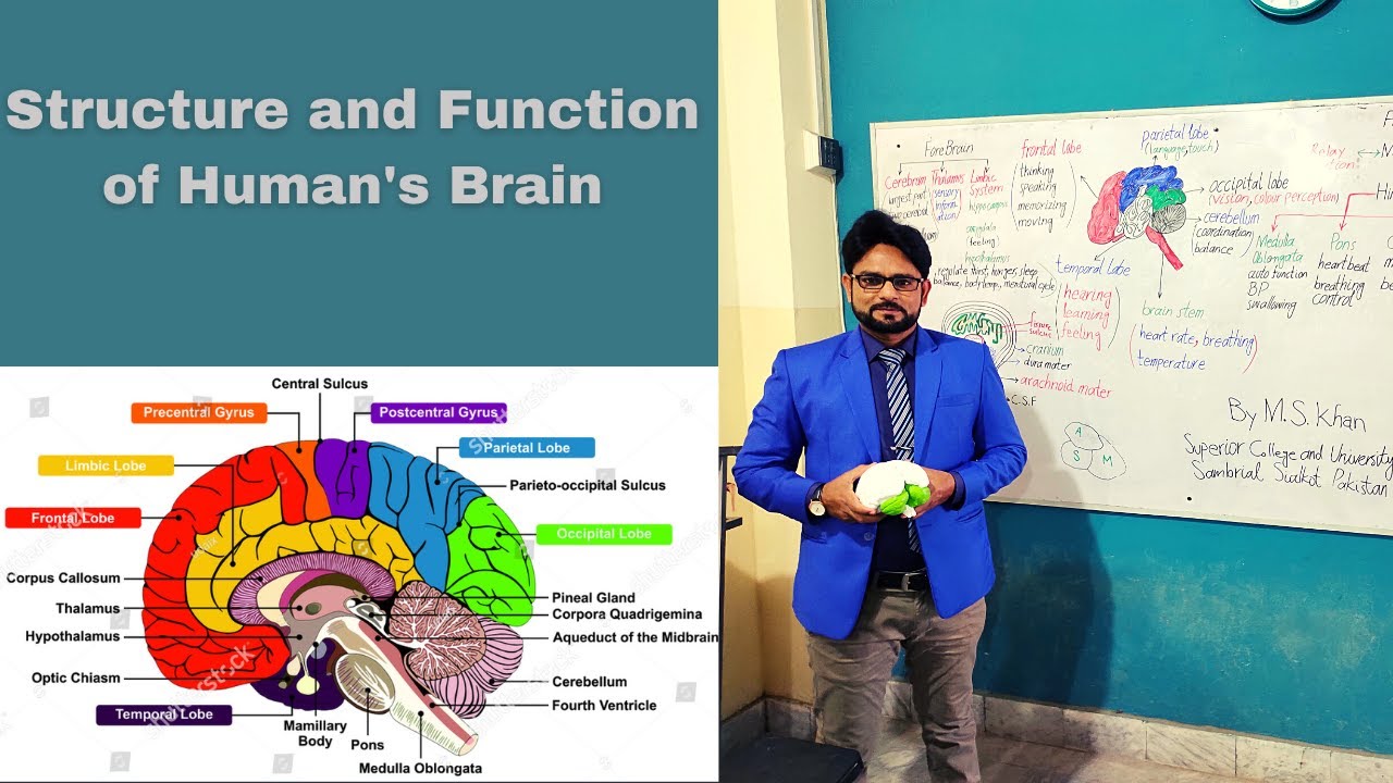 Structure and function of Human's Brain (major parts and their roles ...