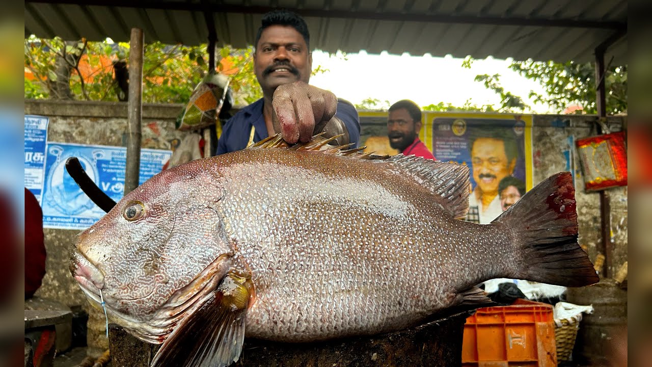 KASIMEDU 🔥 SPEED SELVAM | BIG KORUKA FISH 🐟 MASS CUTTING SKILLS | N M ...