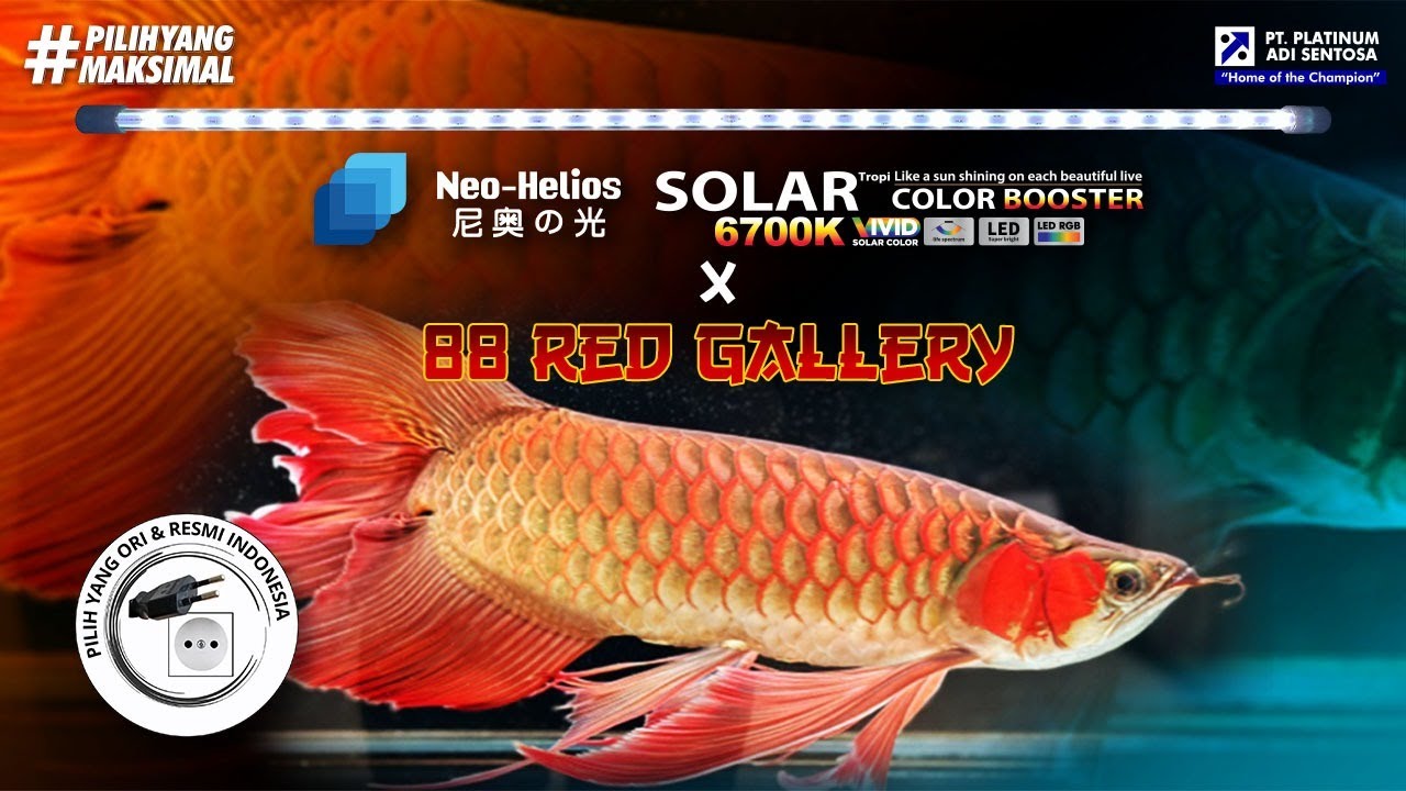 BIKIN WARNA ARWANA SUPER RED MAKSIMAL DENGAN LAMPU TERBAIK!! - SOLAR ...