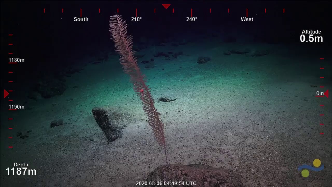 ROV SuBastian Dive 373 (Part A) - Cairns Seamount, Australia - FK200802 ...