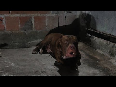 PITBULL MONSTER LEK DOG #pitmonsters - YouTube