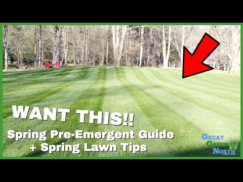 How To Stop Weeds In Your Lawn This Spring! + Spring Lawn Tips - YouTube