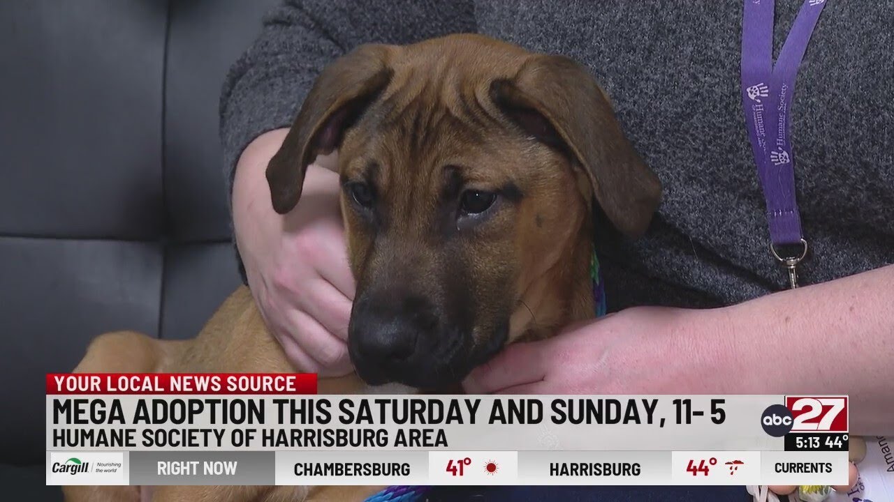 Harrisburg Humane Society to host 'Mega Adoption Event' this weekend - YouTube