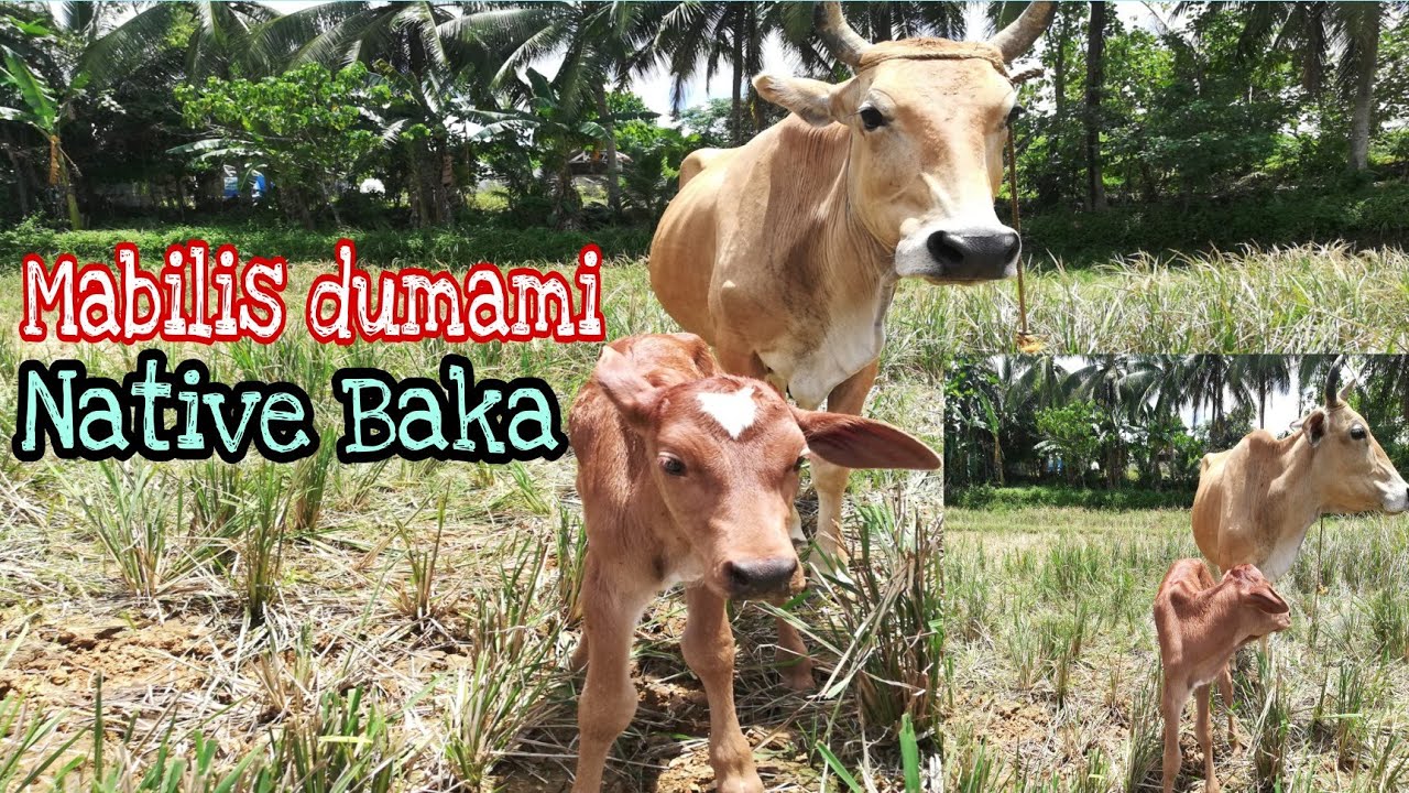 NATIVE NA BAKA || MABILIS DUMAMI - YouTube