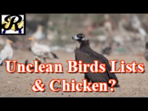 Distinguishing Clean vs. Unclean Birds. What about Chicken? - YouTube